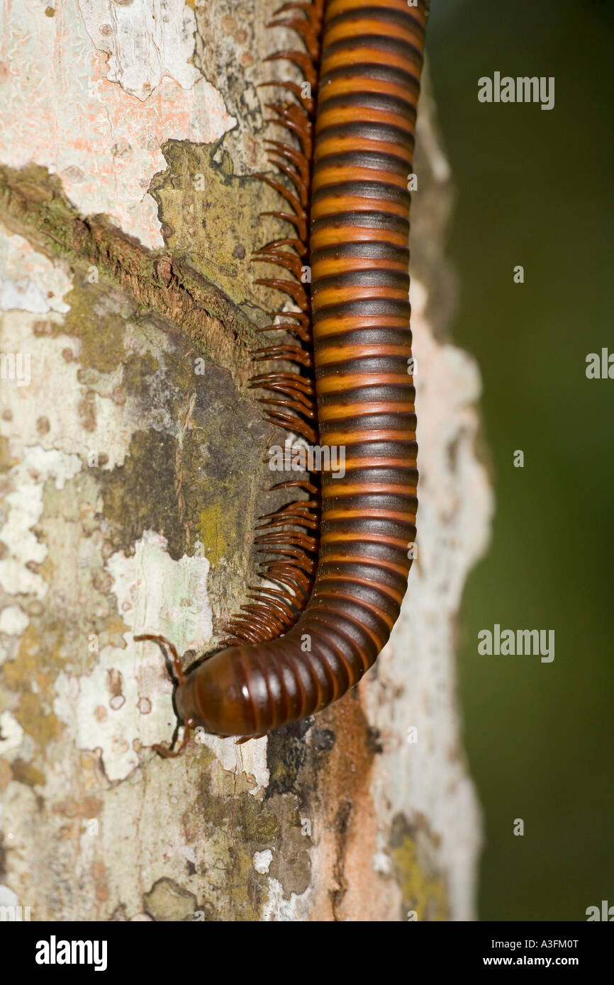 An enormous orange and brown centipede climbs up a tree in the jungle ...
