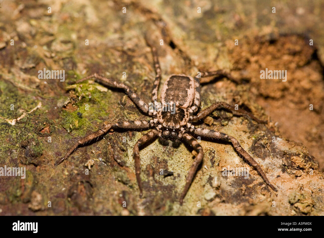 Small hunting spider camouflaged against tree bark Marojejy Madagascar ...
