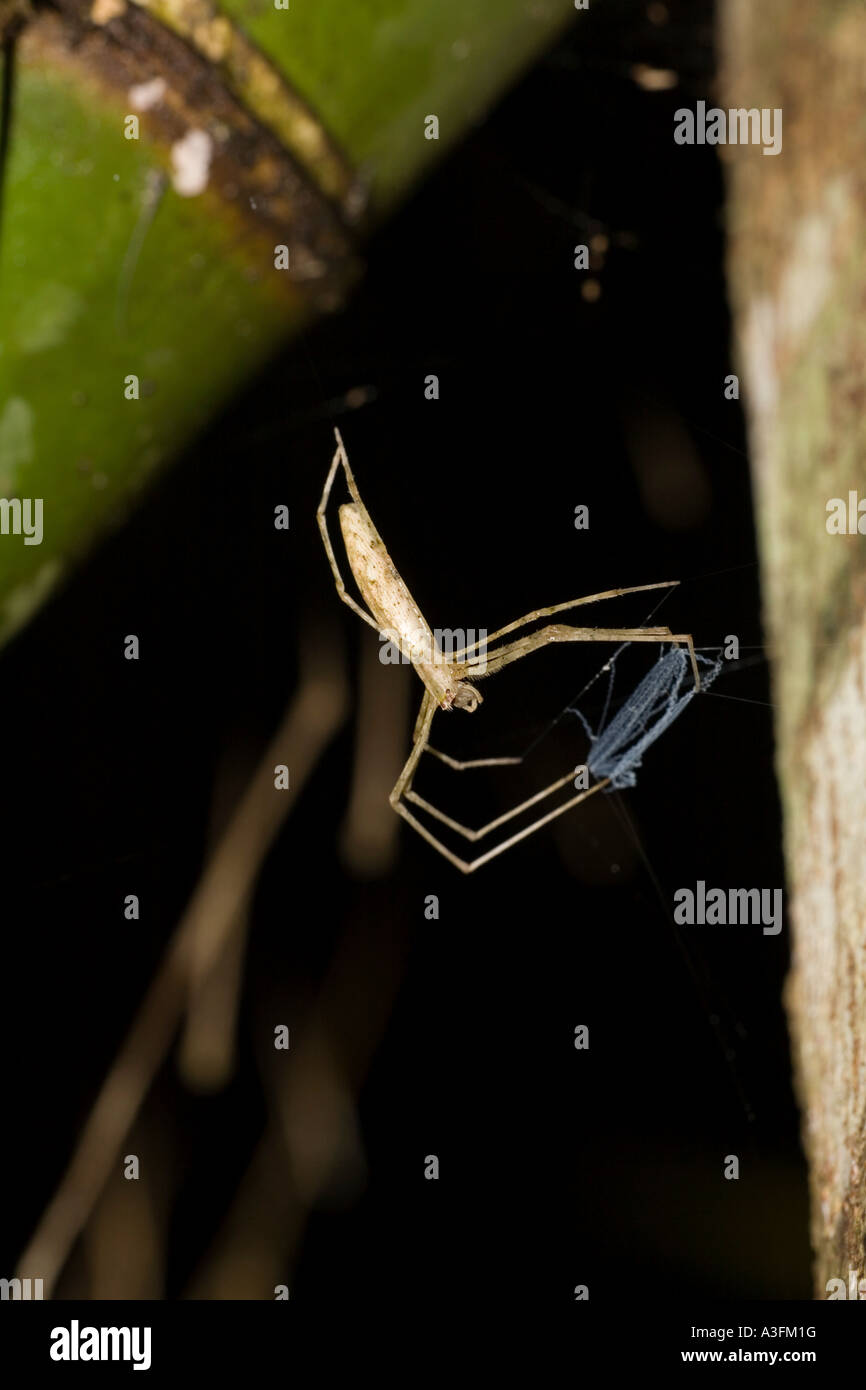 Net throwing spider waiting for prey to walk beneath Marojejy ...
