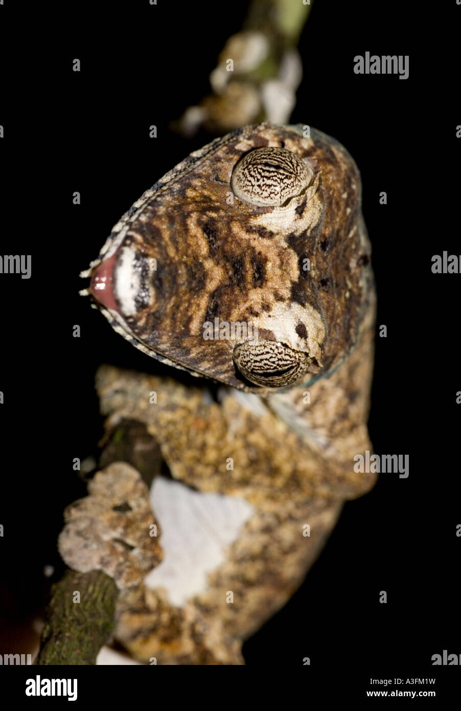 Leaf tailed gecko posing on a vertical twig Marojejy Madagascar Stock ...