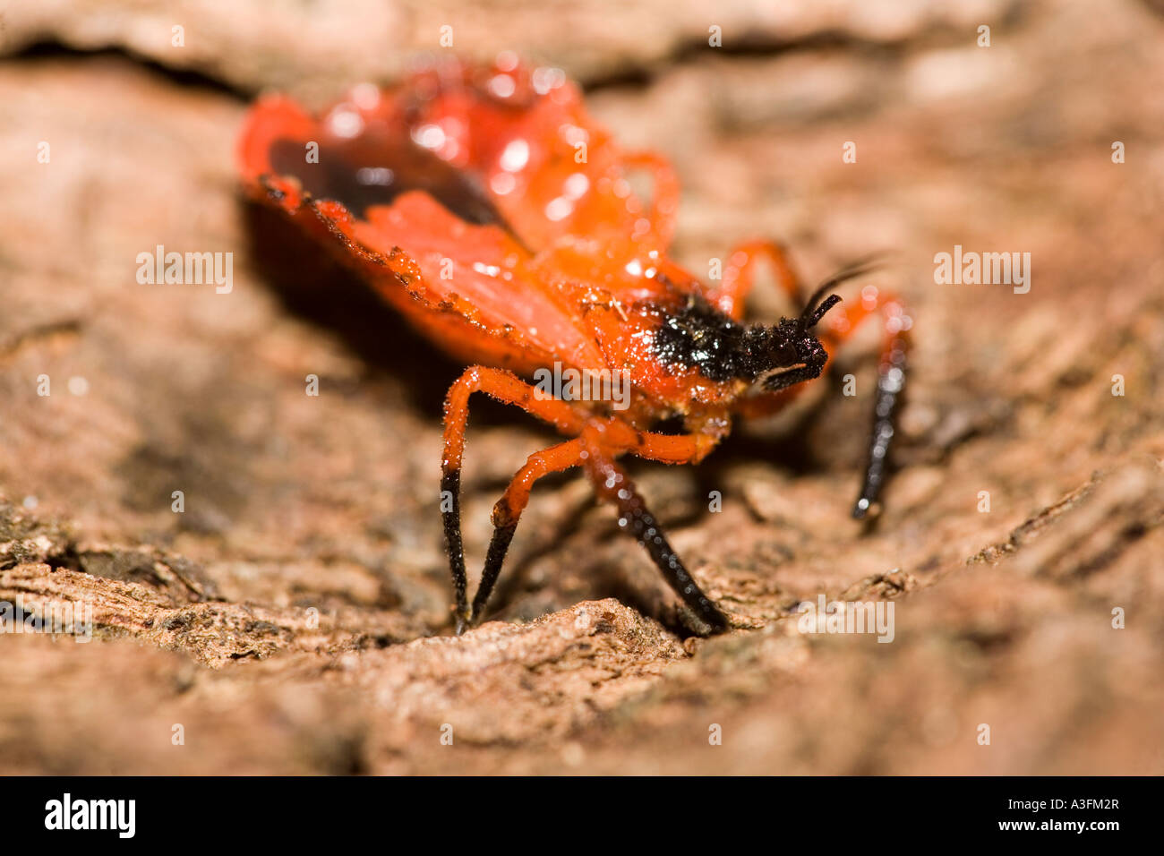 Strange red and black insect possibly Assassin Bug Daraina Madagascar ...