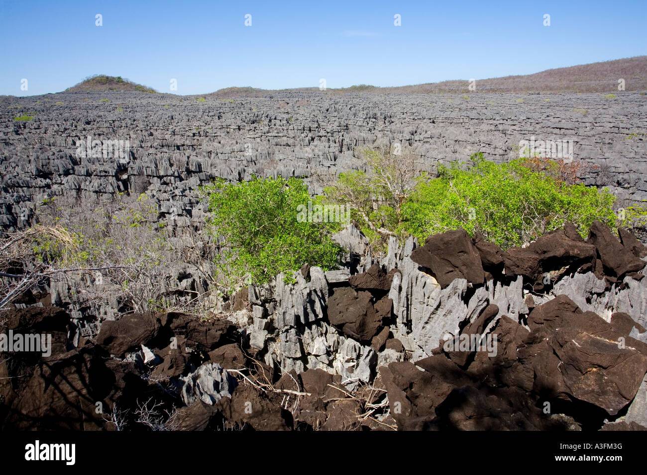 Tsingy eroded limestone terrain in Ankarana Madagascar Stock Photo - Alamy