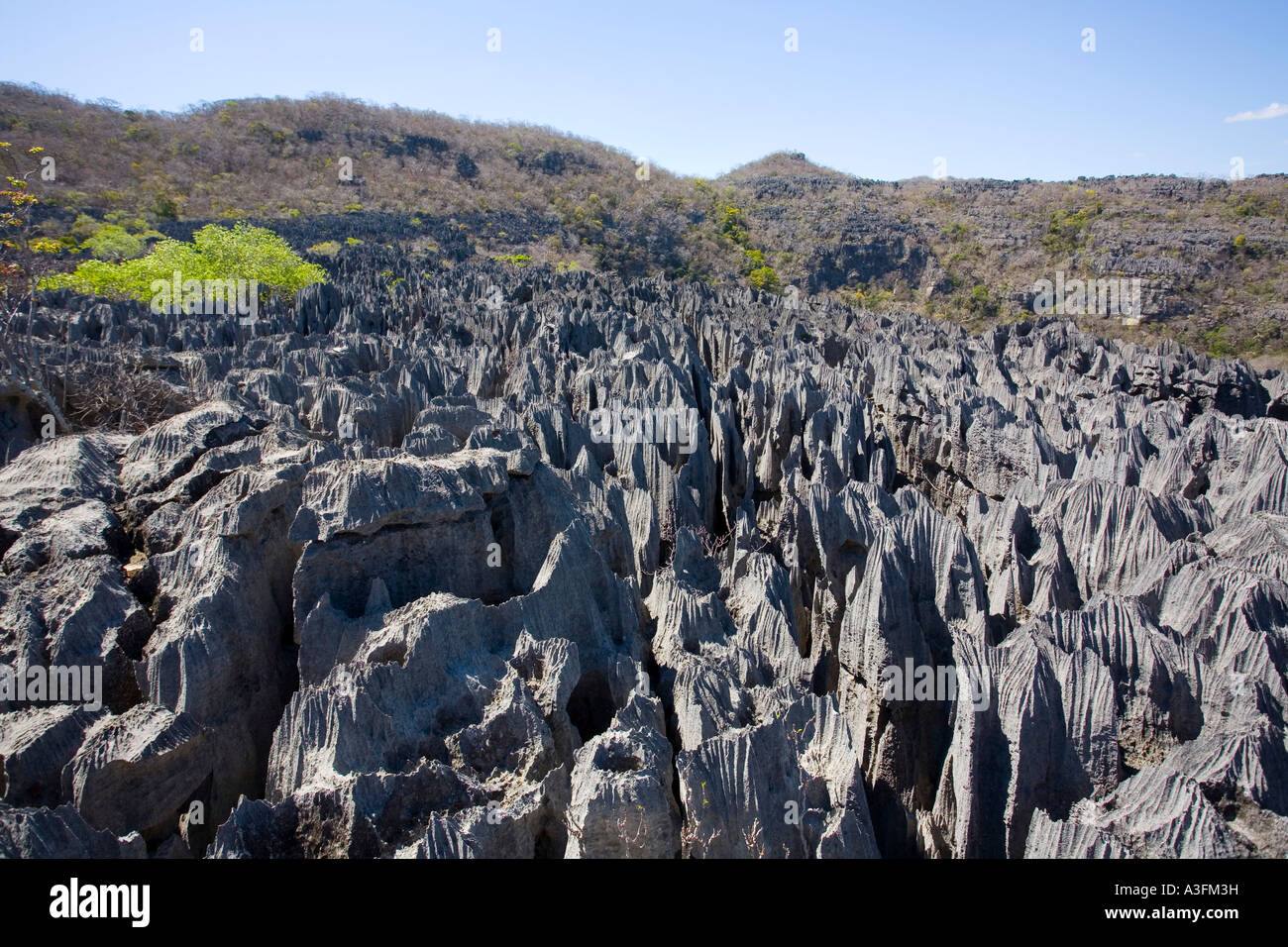 Tsingy eroded limestone terrain in Ankarana Madagascar Stock Photo - Alamy