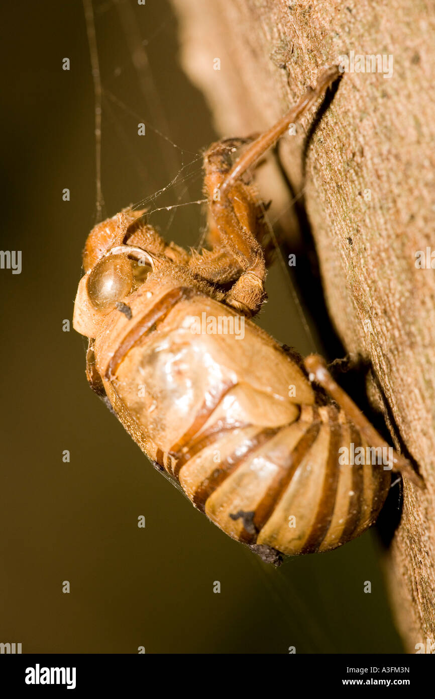 Empty exoskeleton hi-res stock photography and images - Alamy