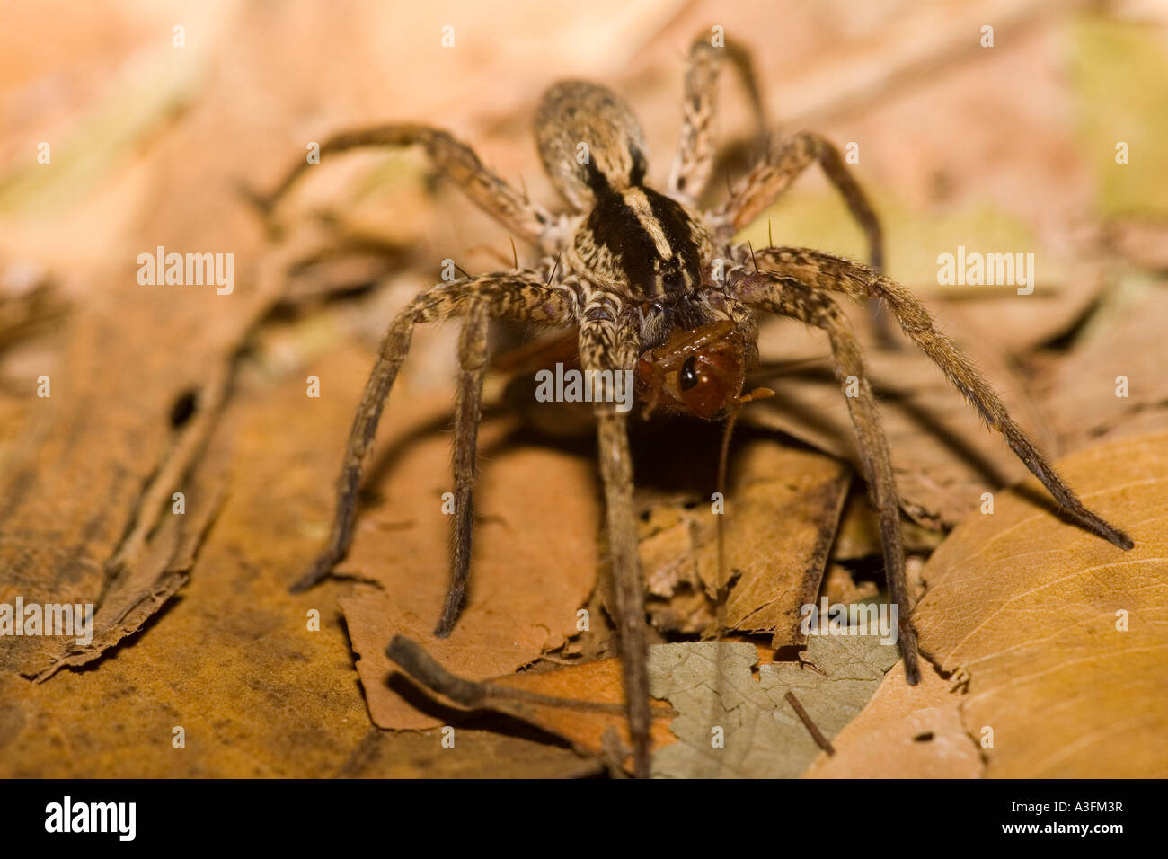Small hunting spider with cricket prey Ankarana Madagascar Stock Photo ...