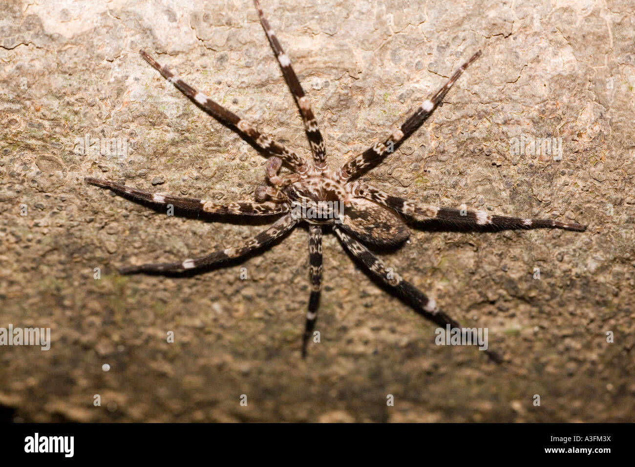 Madagascar Cave Tarantula in Ankarana National Park Stock Photo - Alamy