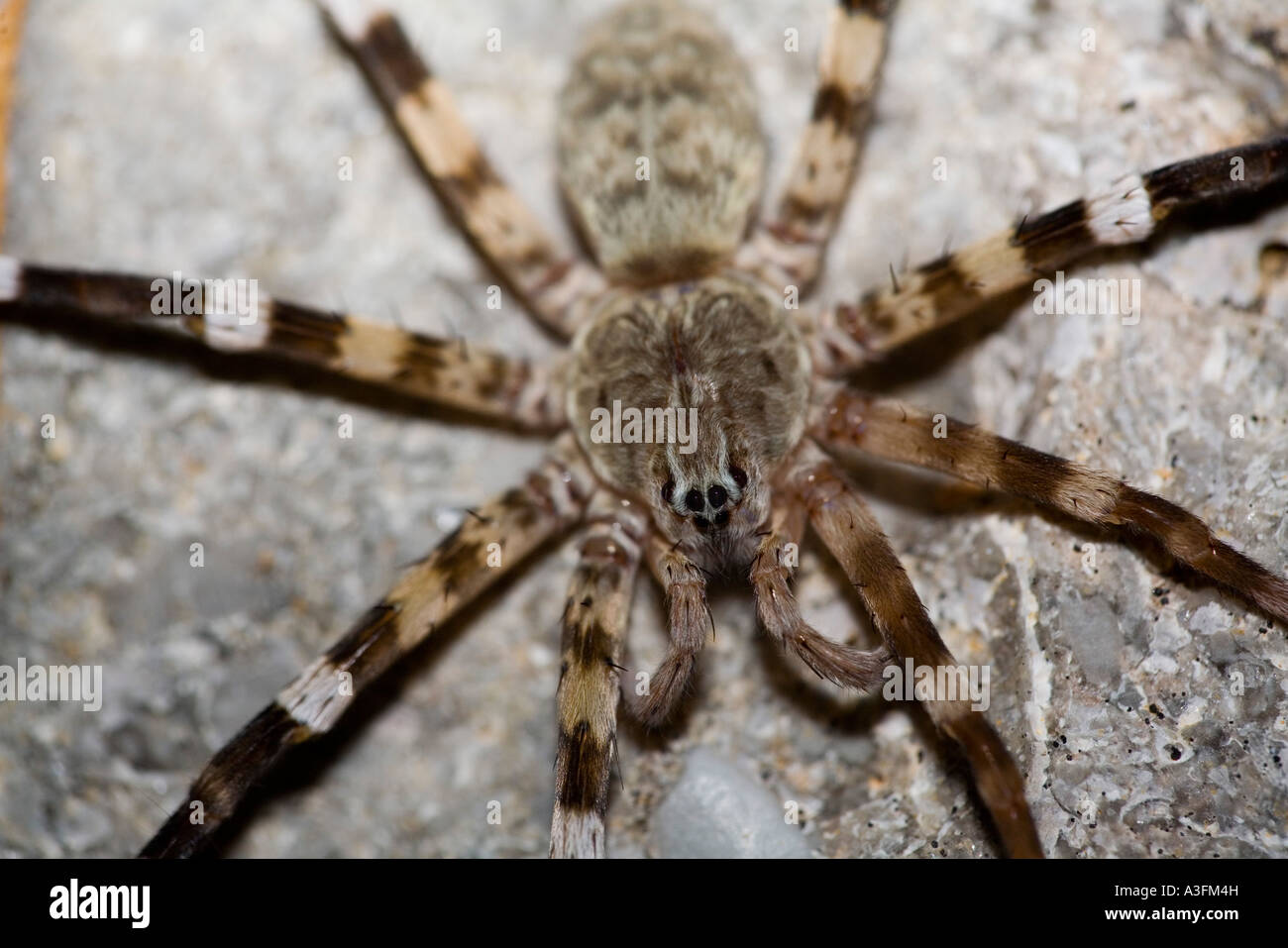 Madagascar Cave Tarantula in Ankarana National Park Stock Photo - Alamy