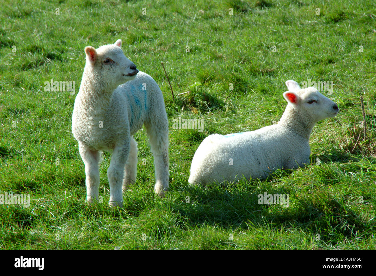 Leaping spring lamb springtime hi-res stock photography and images - Alamy