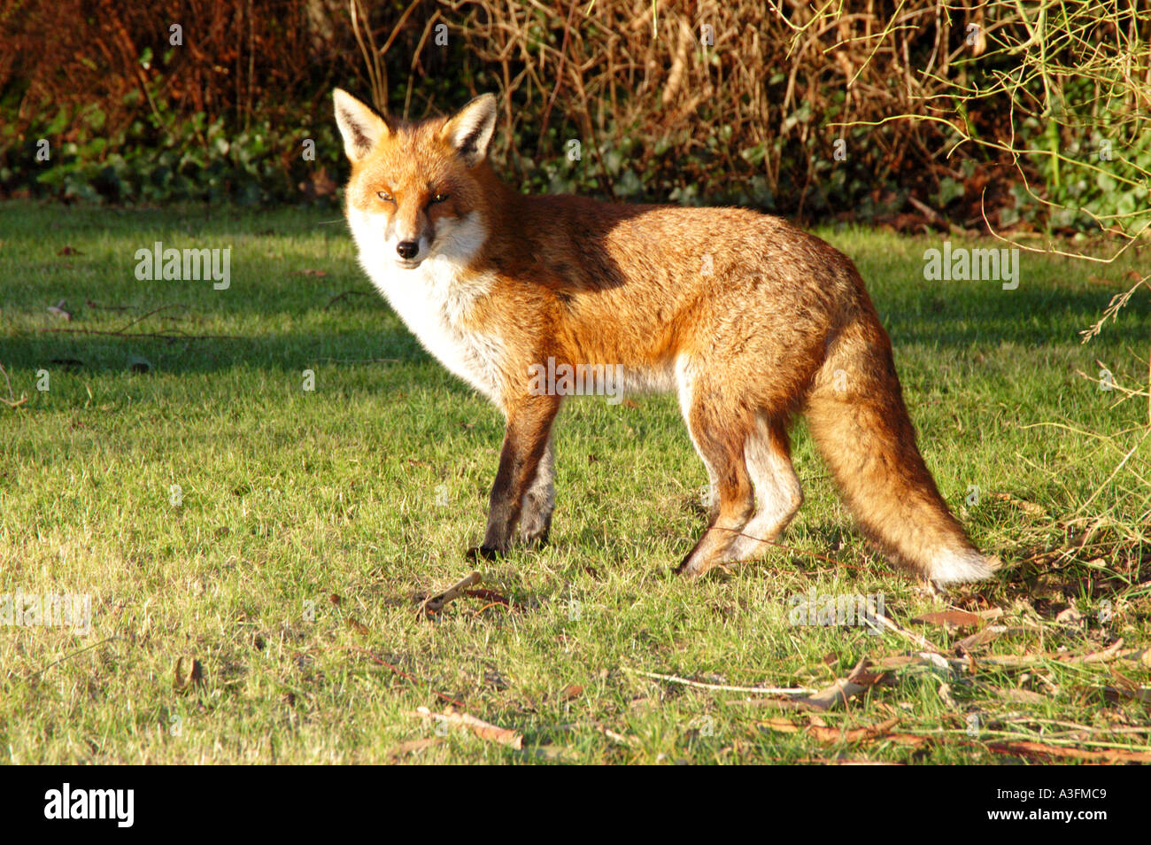 Adult red fox with good coat in a village garden lit by rising sun ...
