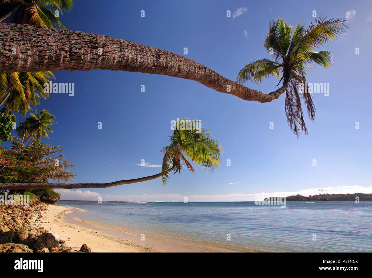 Fiji, palm trees at the beach Stock Photo - Alamy