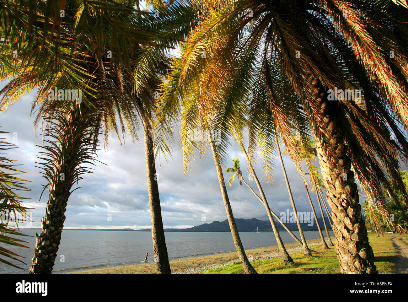 Fiji, palm trees at the beach Stock Photo - Alamy