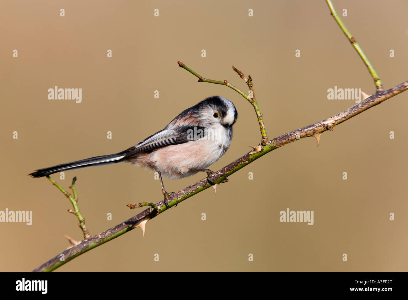 Long-tailed tit Aegithalos caudatus perched on twig looking alert with ...