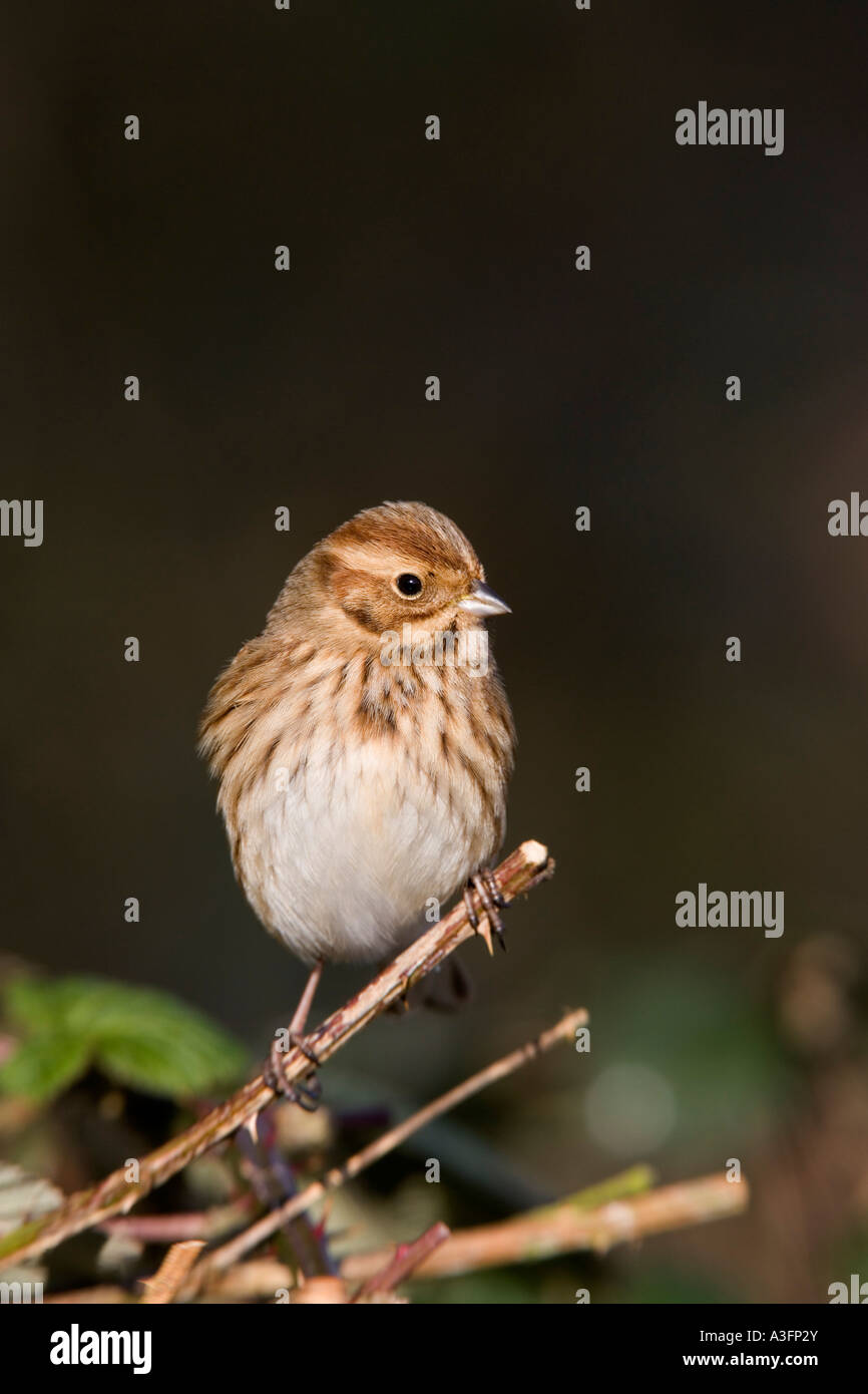 Female Reed bunting Emberiza schoeniclus perched on bramble looking ...