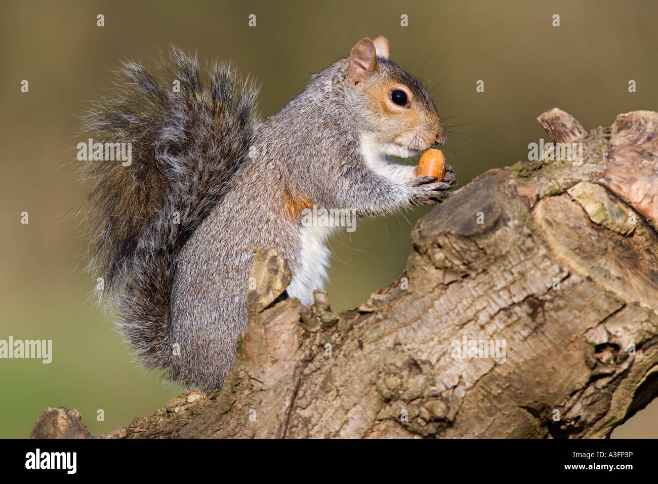 Grey squirrel Sciurus carolinensis standing on log with tail up looking ...