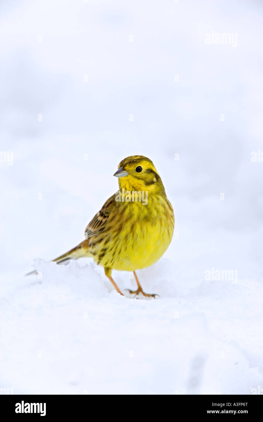 Male Yellowhammer Emberiza citrinella standing in snow looking alert ...