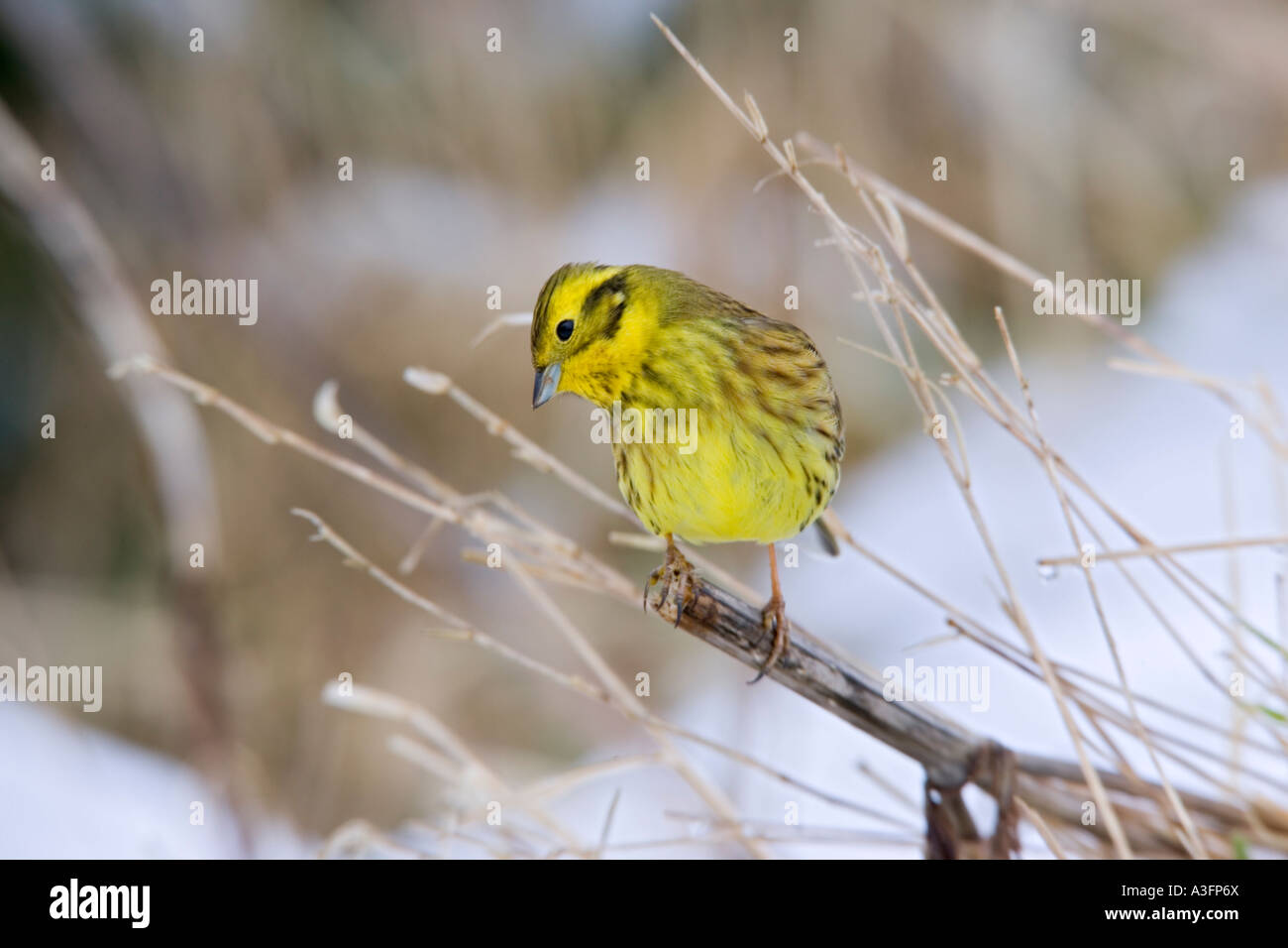 Male Yellowhammer Emberiza citrinella standing on stalk looking alert ...