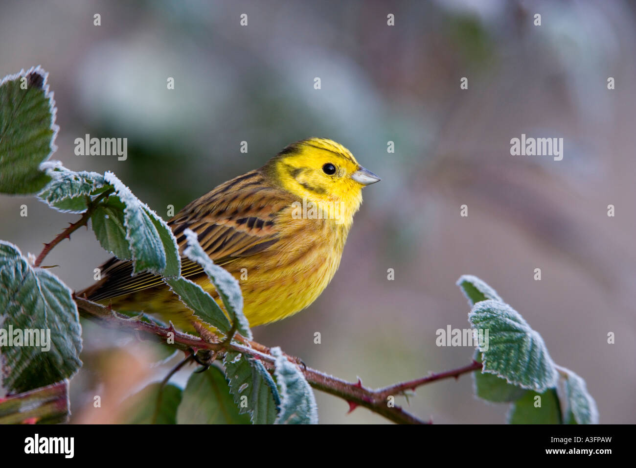 Yellowhammer male sitting on hi-res stock photography and images - Alamy