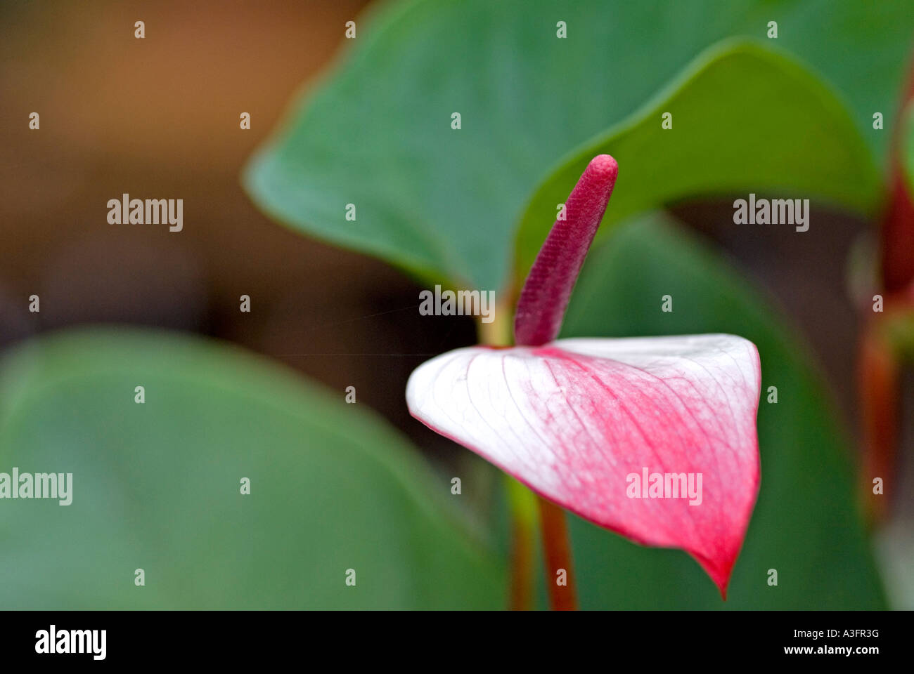pink Anthurium flower Stock Photo - Alamy