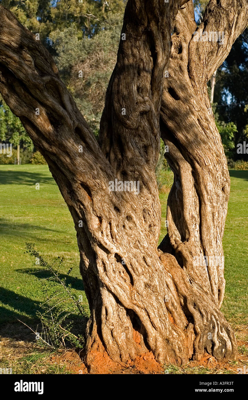 An old olive tree trunk Stock Photo - Alamy