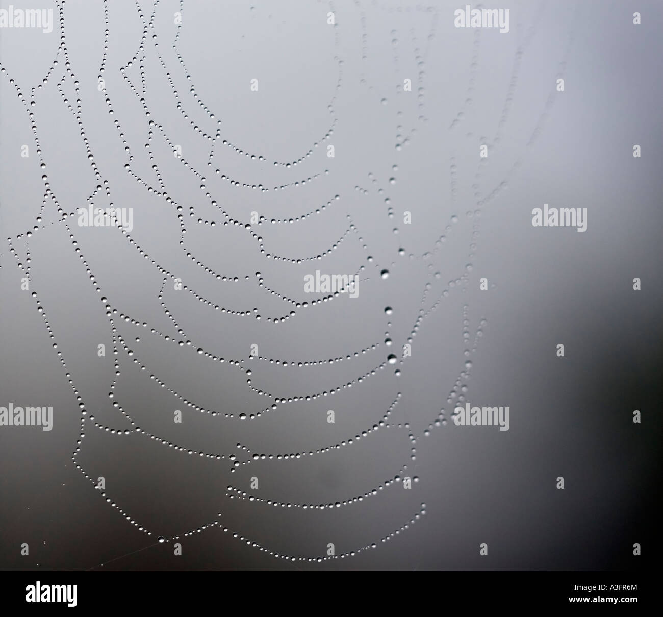 Dew drops on a spider web depicting the shape and complexity of the ...