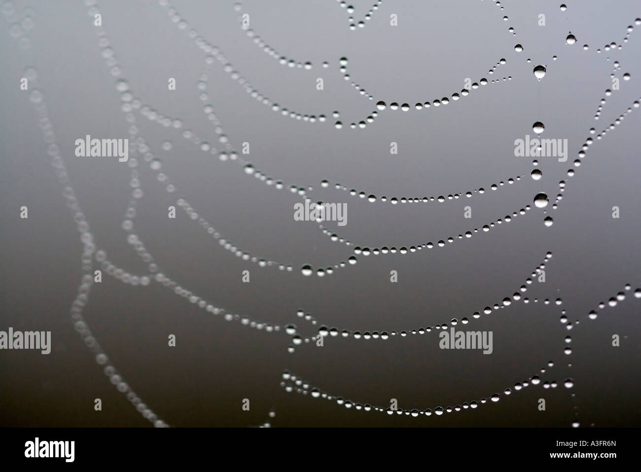 Dew drops on a spider web depicting the shape and complexity of the ...