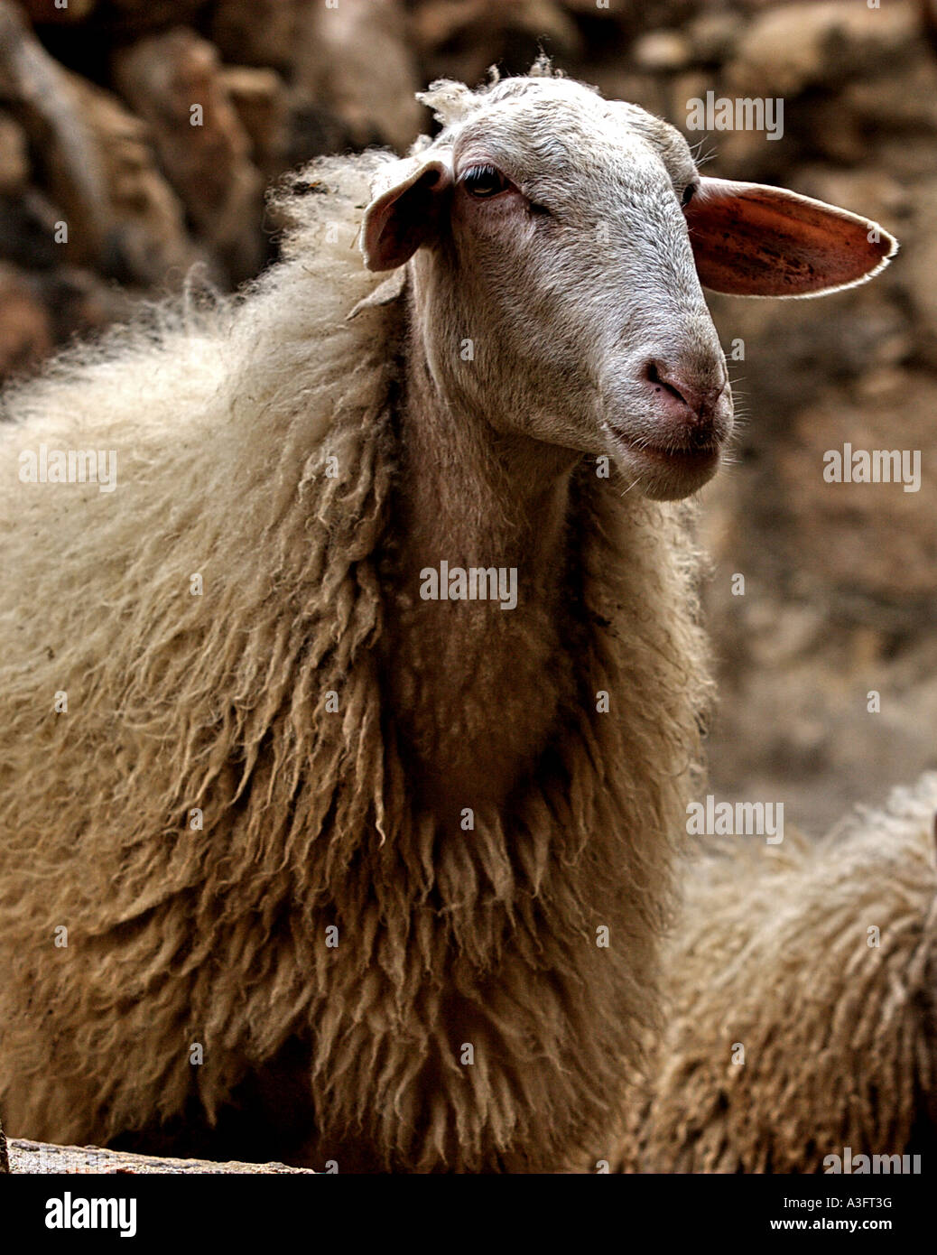 Portrait of a sheep on a farm near Nazareth Galilee Israel Stock Photo ...