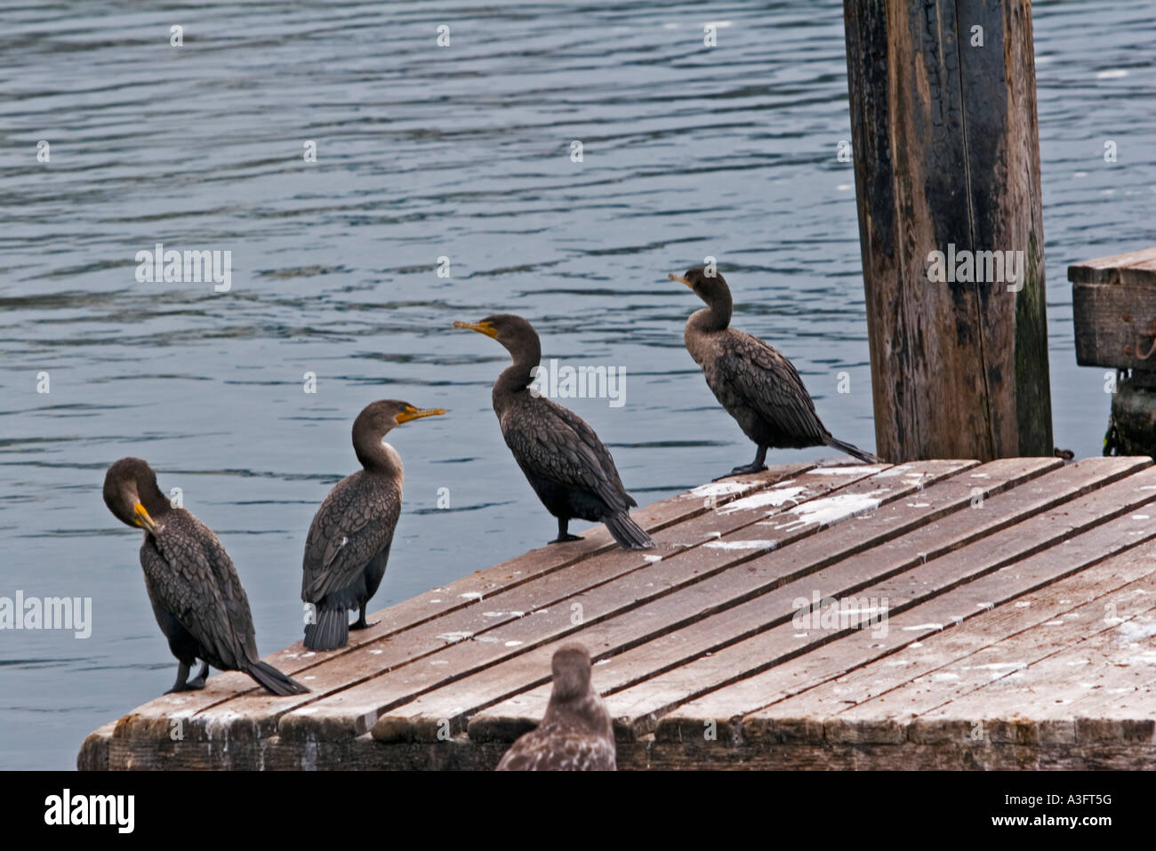San Francisco California USA California birds on the edge of pier 39 ...