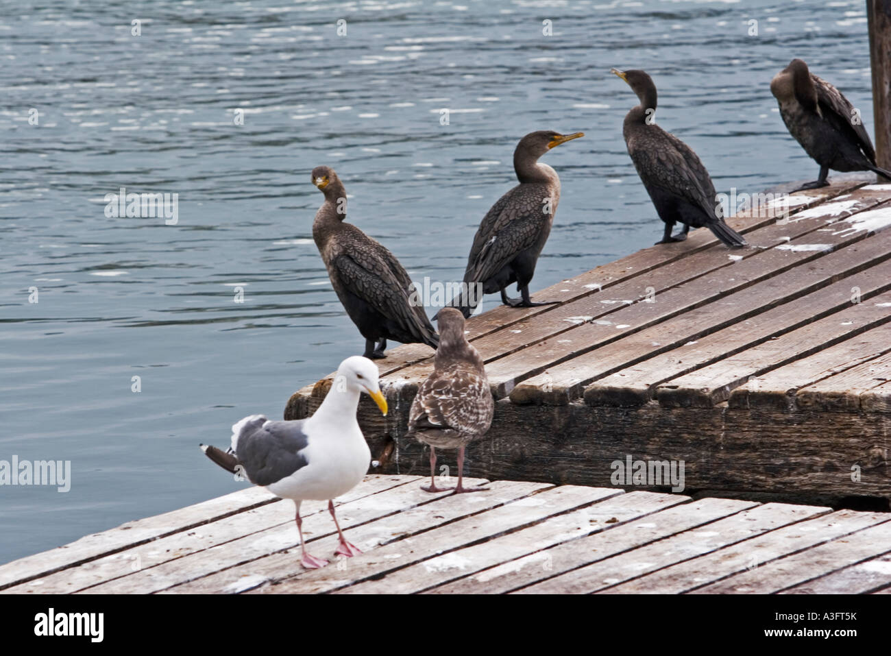 Birds on the edge hi-res stock photography and images - Alamy