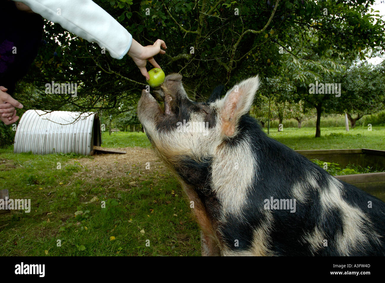 Bush pig mouth hi-res stock photography and images - Alamy