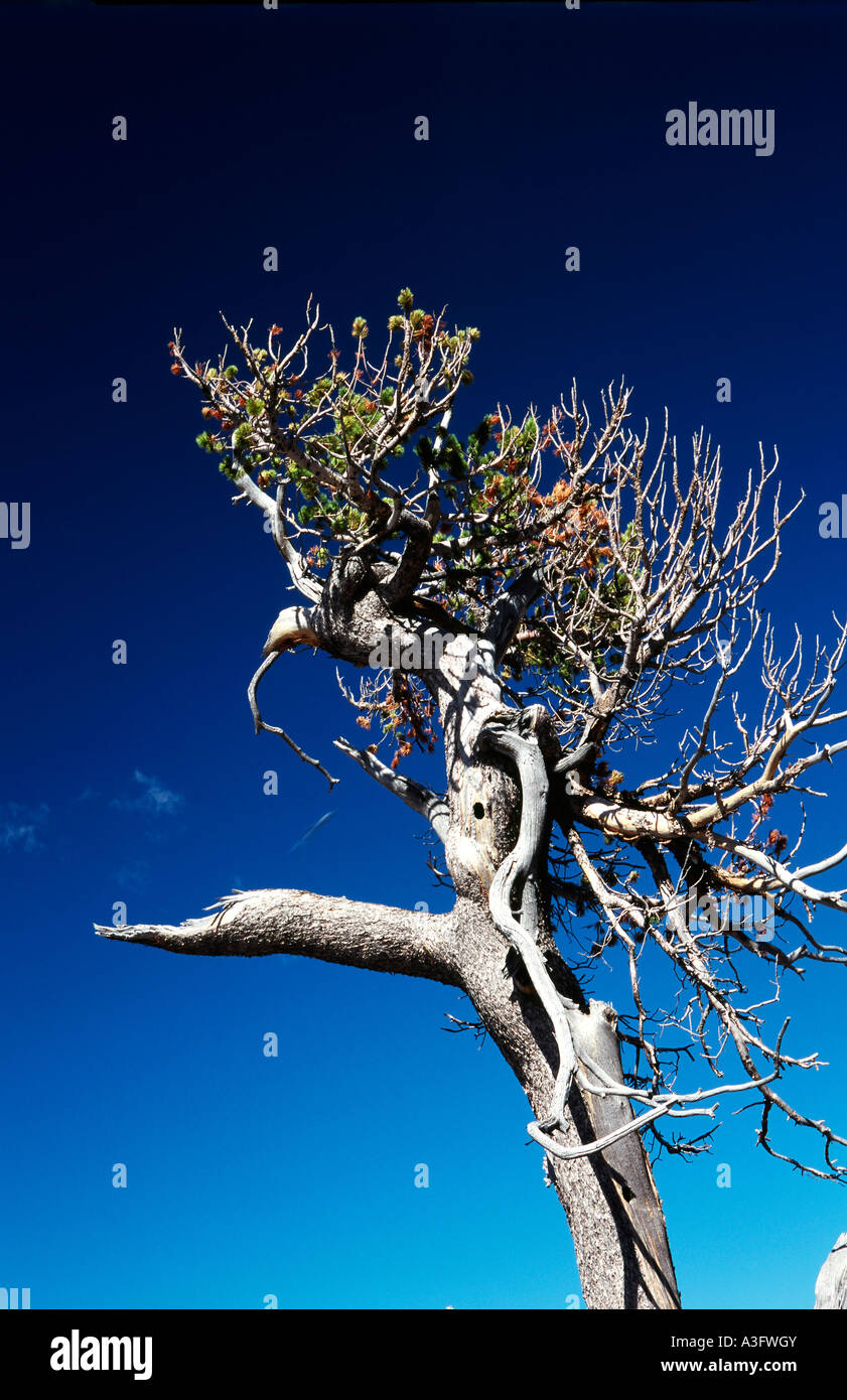 Bleached branches hi-res stock photography and images - Alamy
