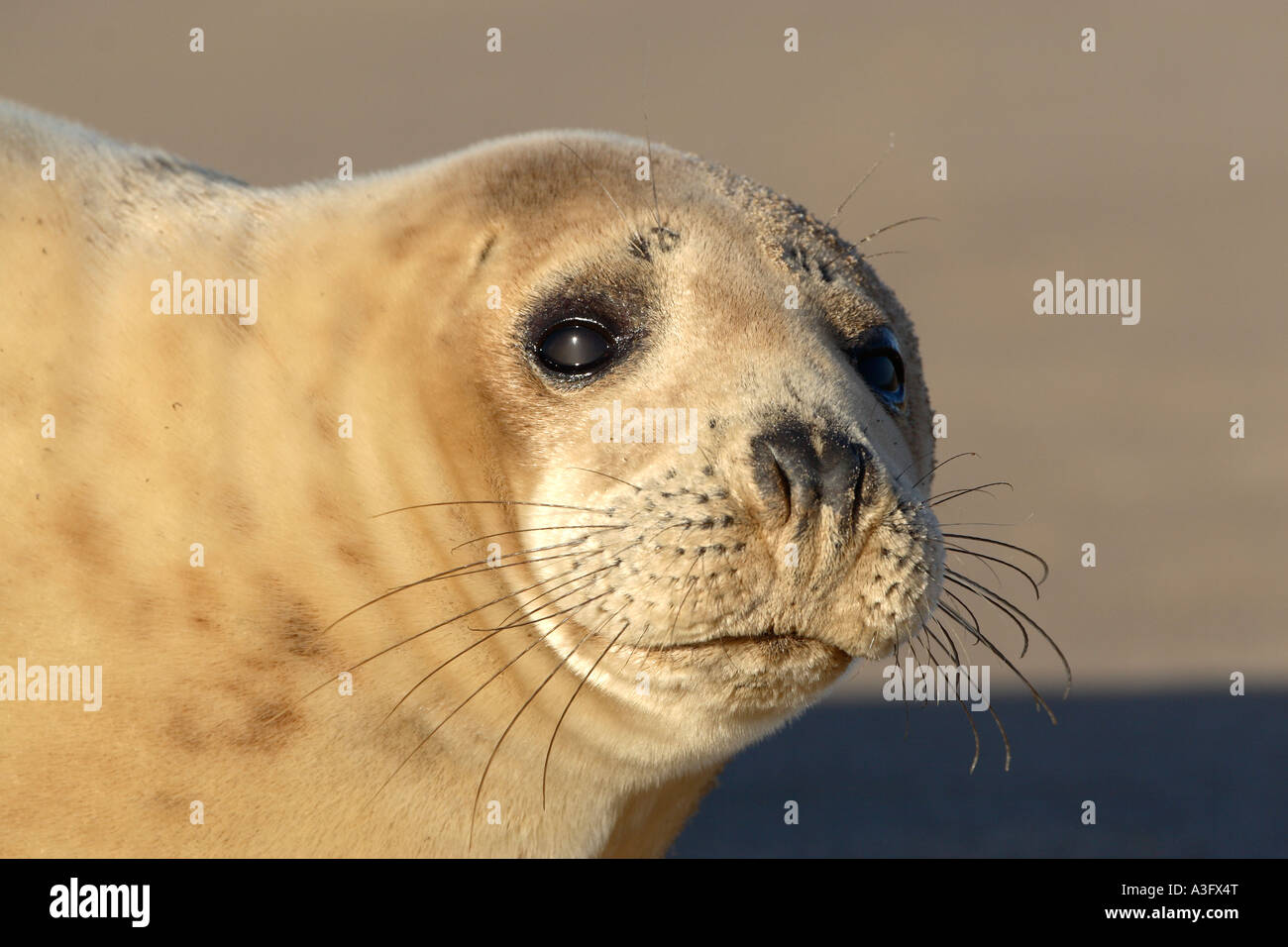 Worried looking seal hi-res stock photography and images - Alamy