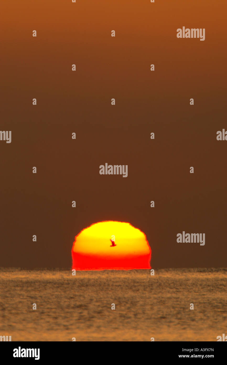 sun rising above a golden coloured sea with a bird flying across the ...