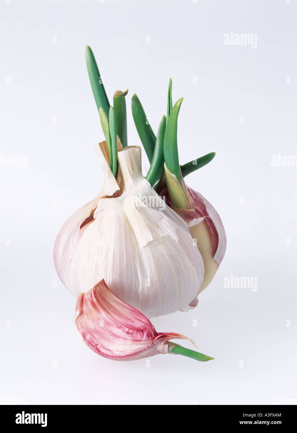 Fresh sprouting clove Mediterranean garlic bulb on white background ...