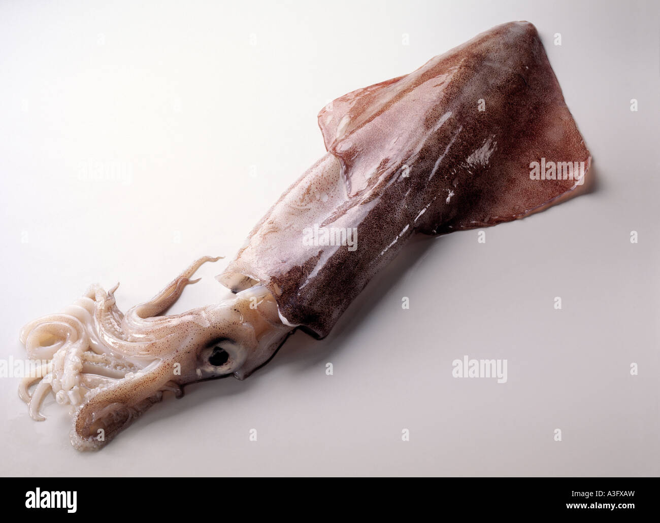 raw squid on a white background editorial food Stock Photo - Alamy