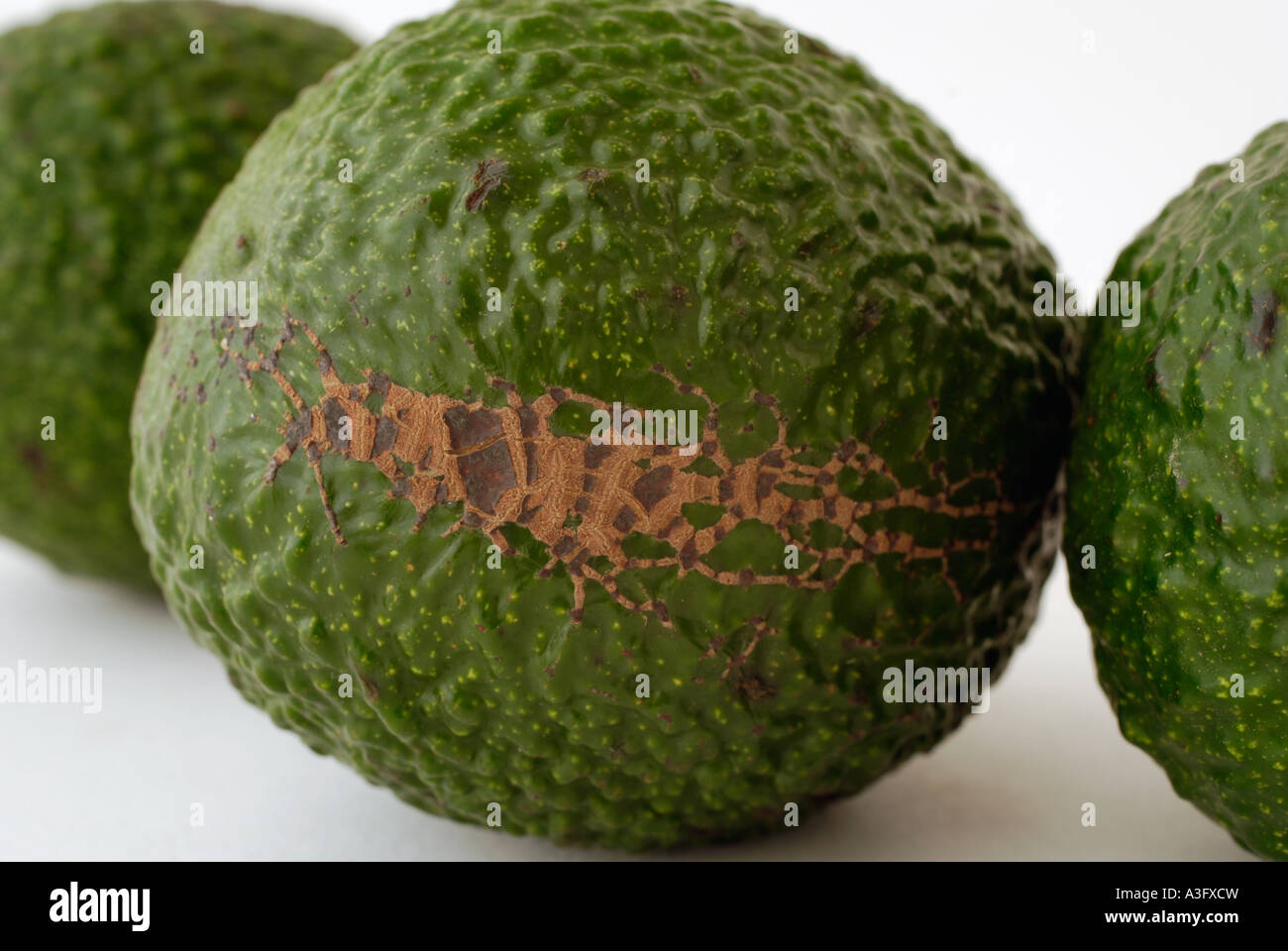 Five avocados hi-res stock photography and images - Alamy
