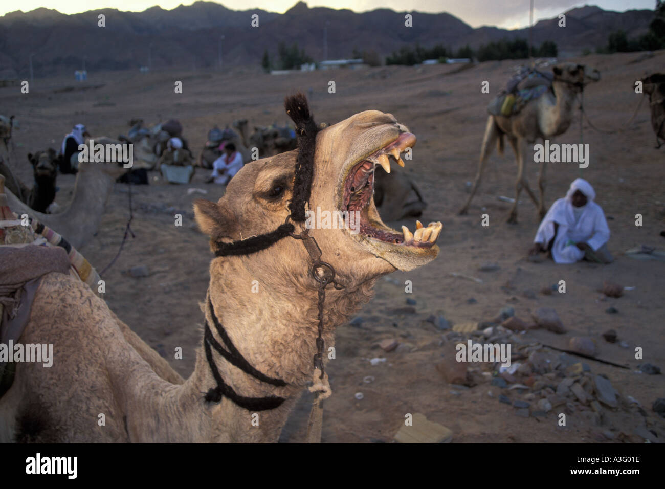 Camel tooth teeth camels hi-res stock photography and images - Alamy