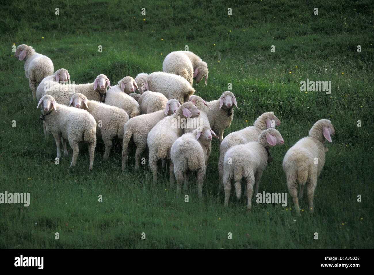 High angle shot flock hi-res stock photography and images - Alamy