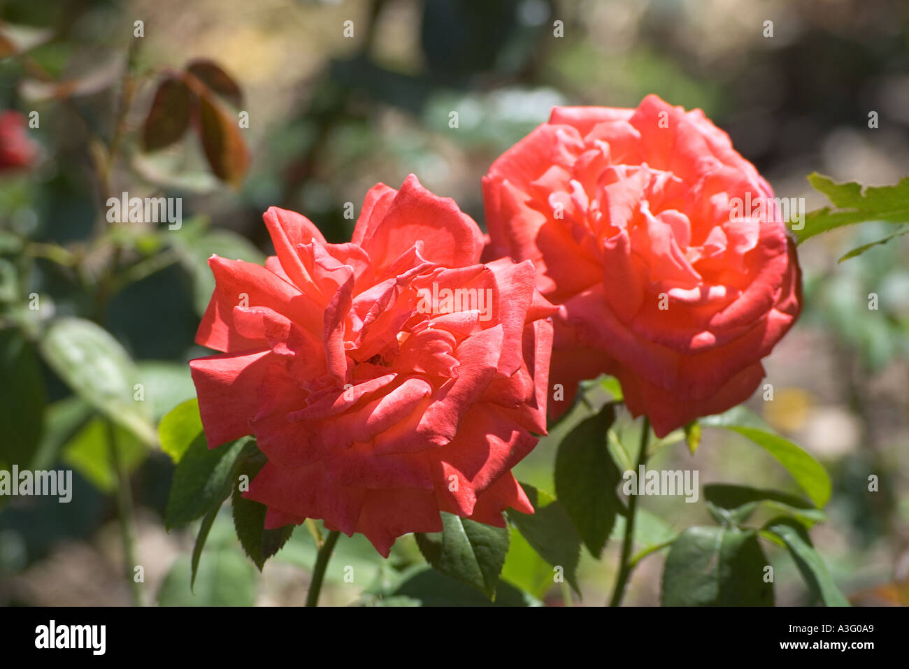 red roses public gardens alexandra palace park haringey north london ...