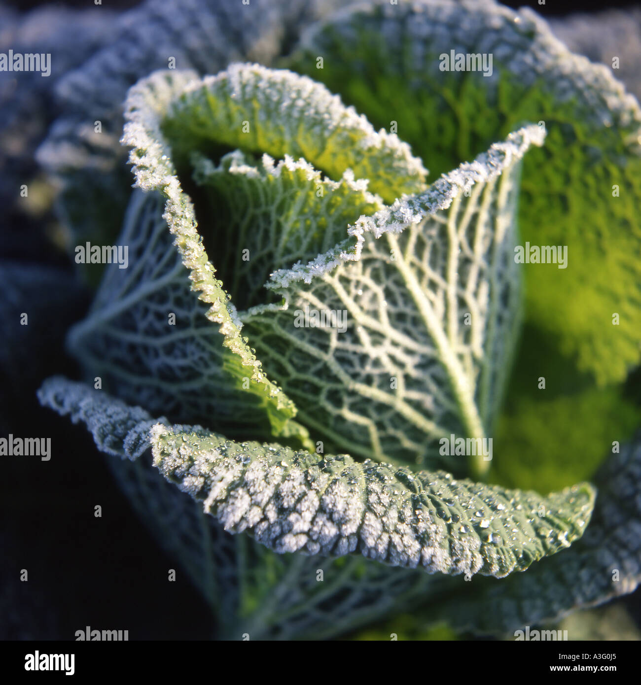 Cabbage with frost hi-res stock photography and images - Alamy