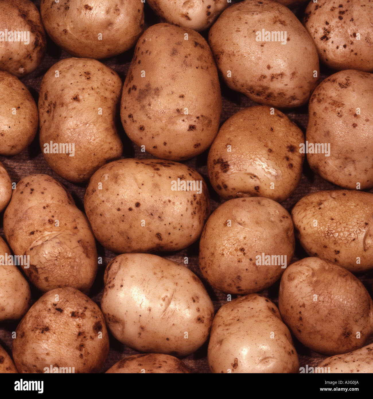 Potatoes, 'Home Guard' Stock Photo - Alamy