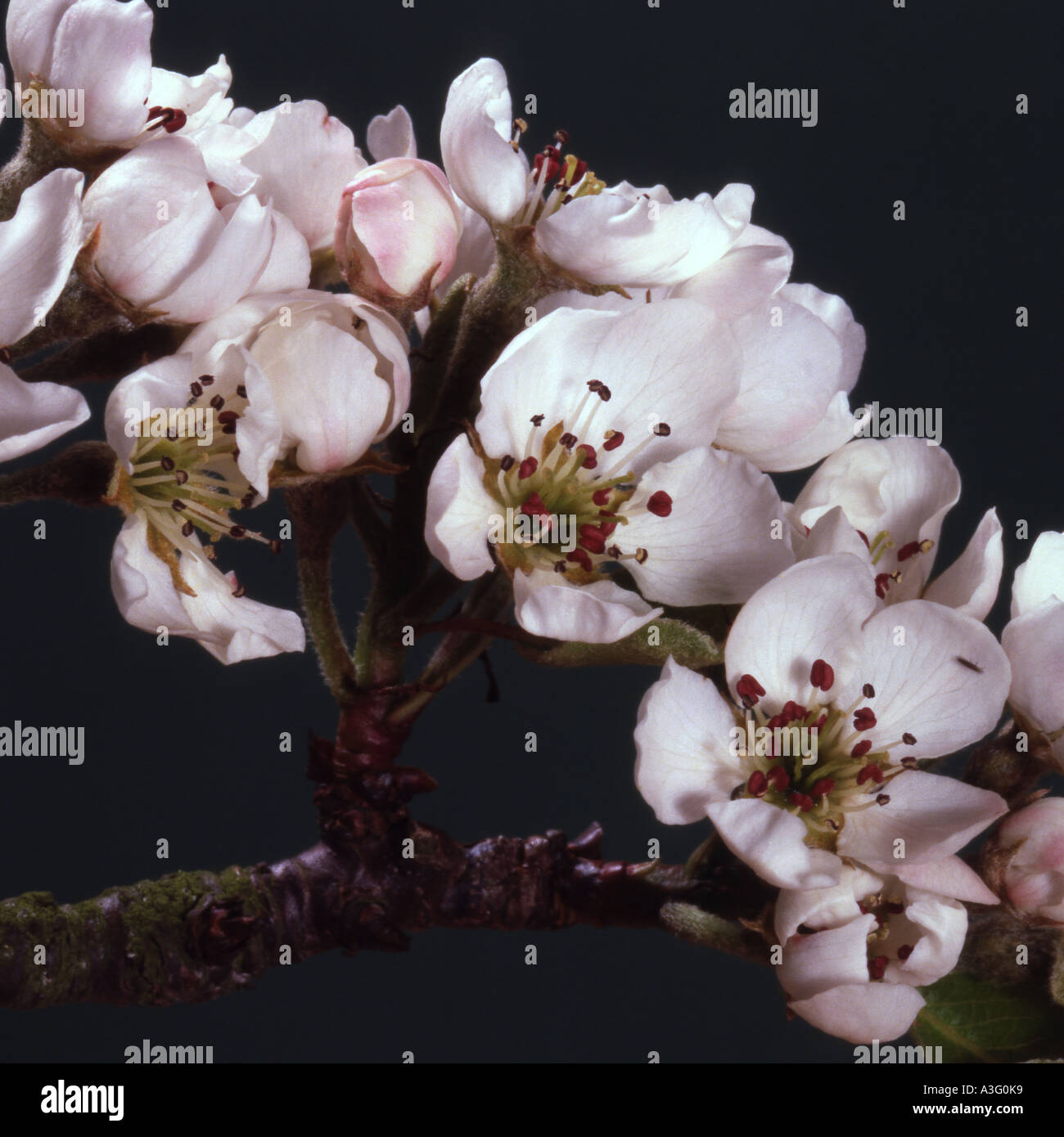 Conference pear tree hi-res stock photography and images - Alamy