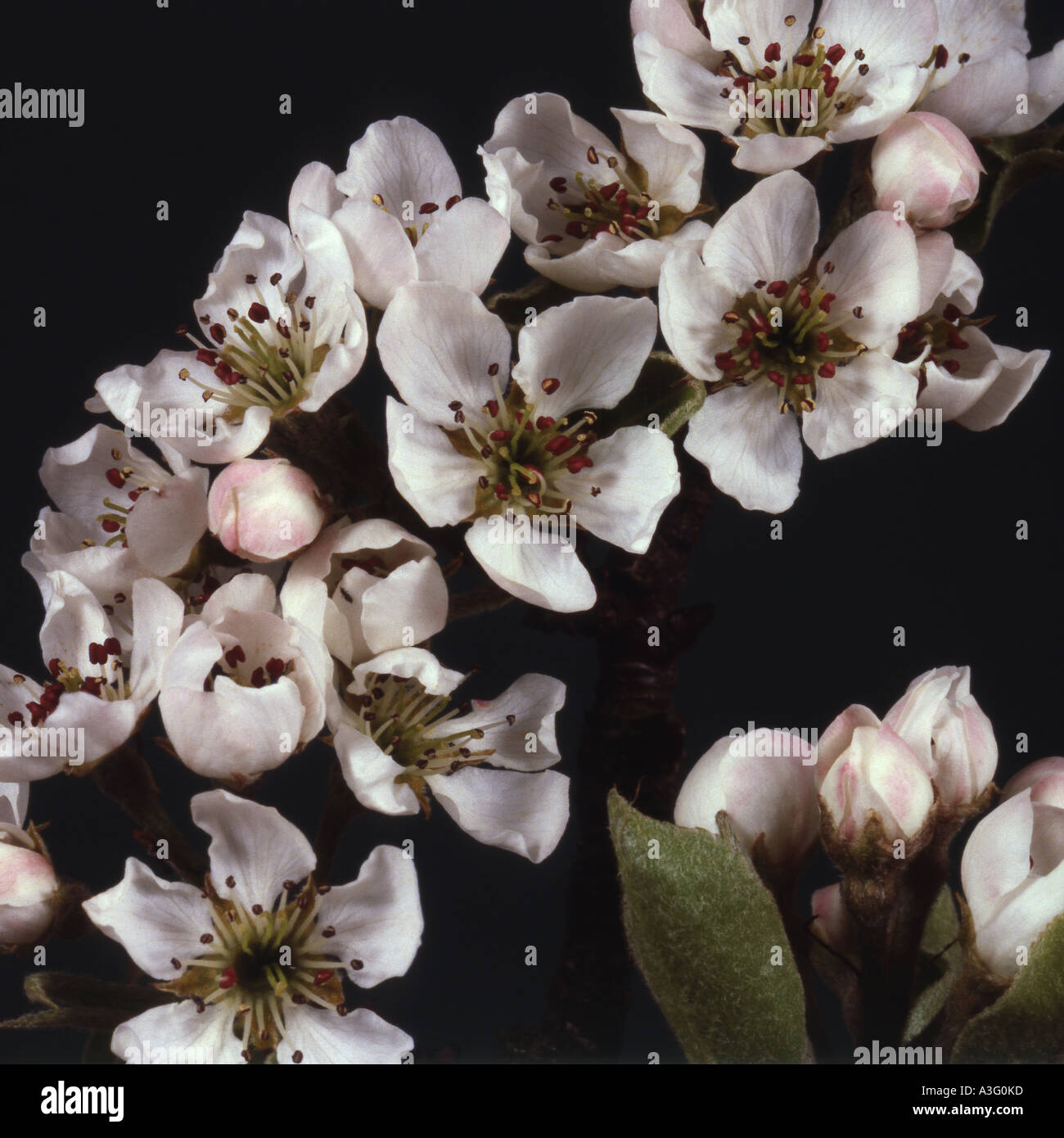 Pear Blossom, 'Conference' Stock Photo - Alamy