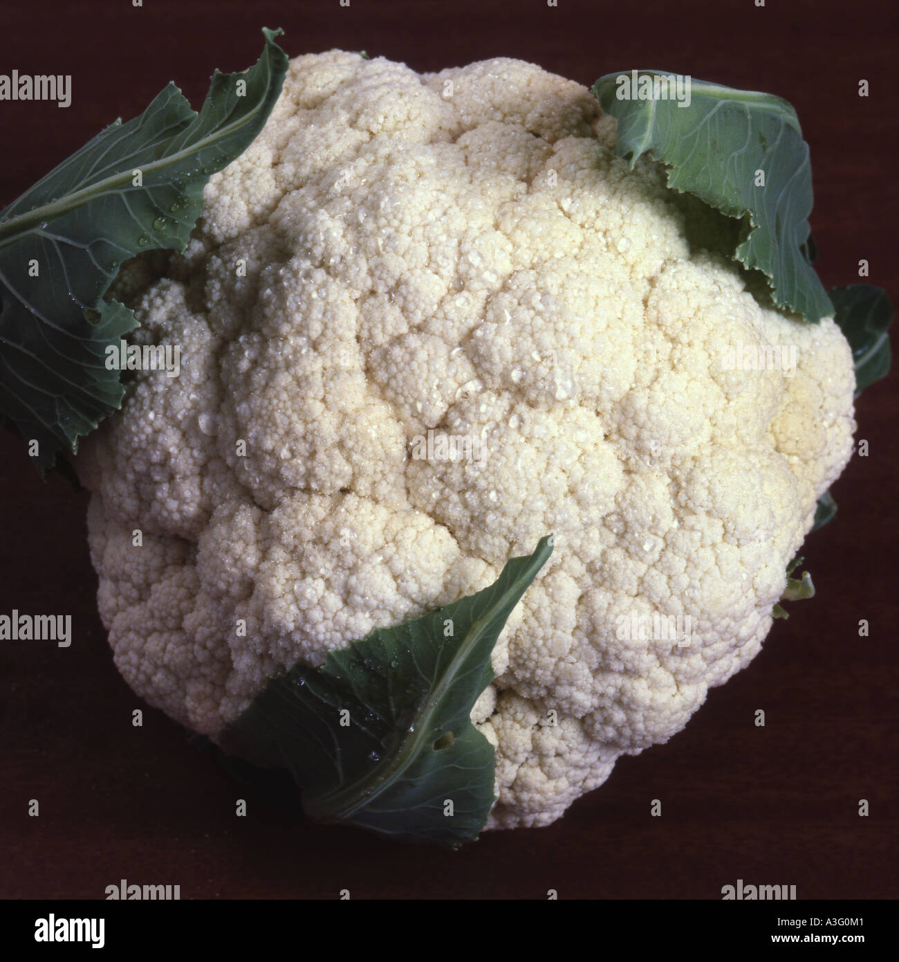 Cauliflower snowball hi-res stock photography and images - Alamy