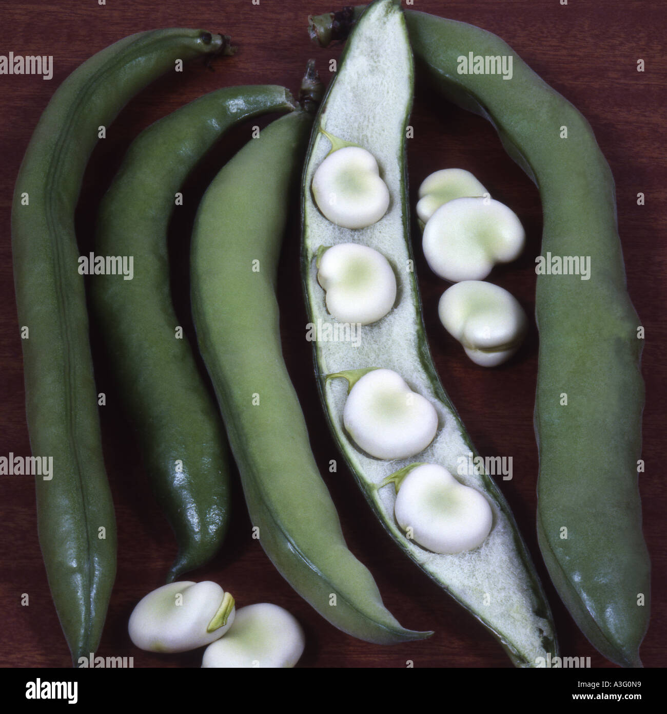Broad Beans, 'Bunyard's Exhibition' Stock Photo - Alamy