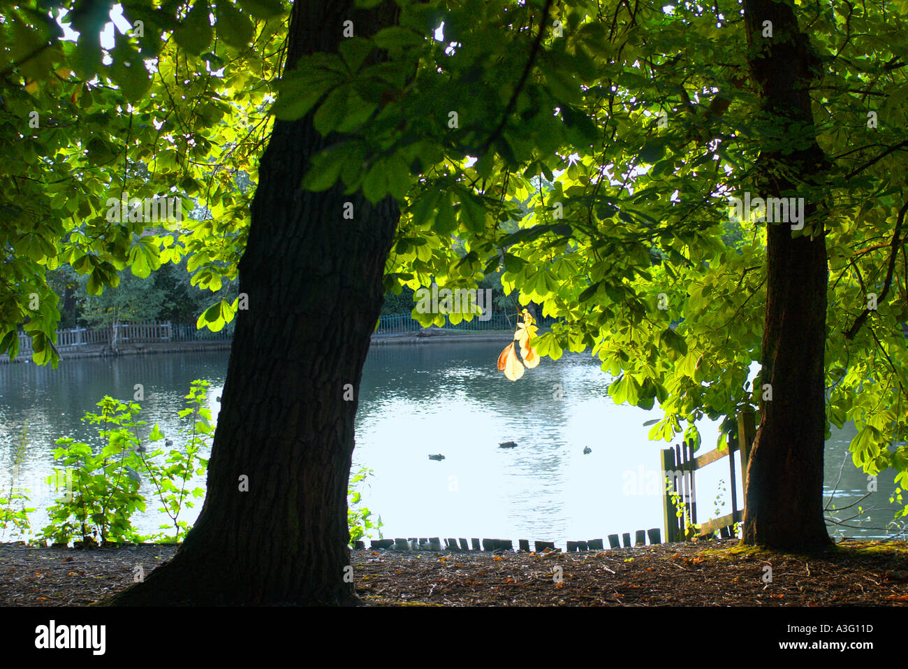 view of lake through trees alexandra palace park haringey north london ...