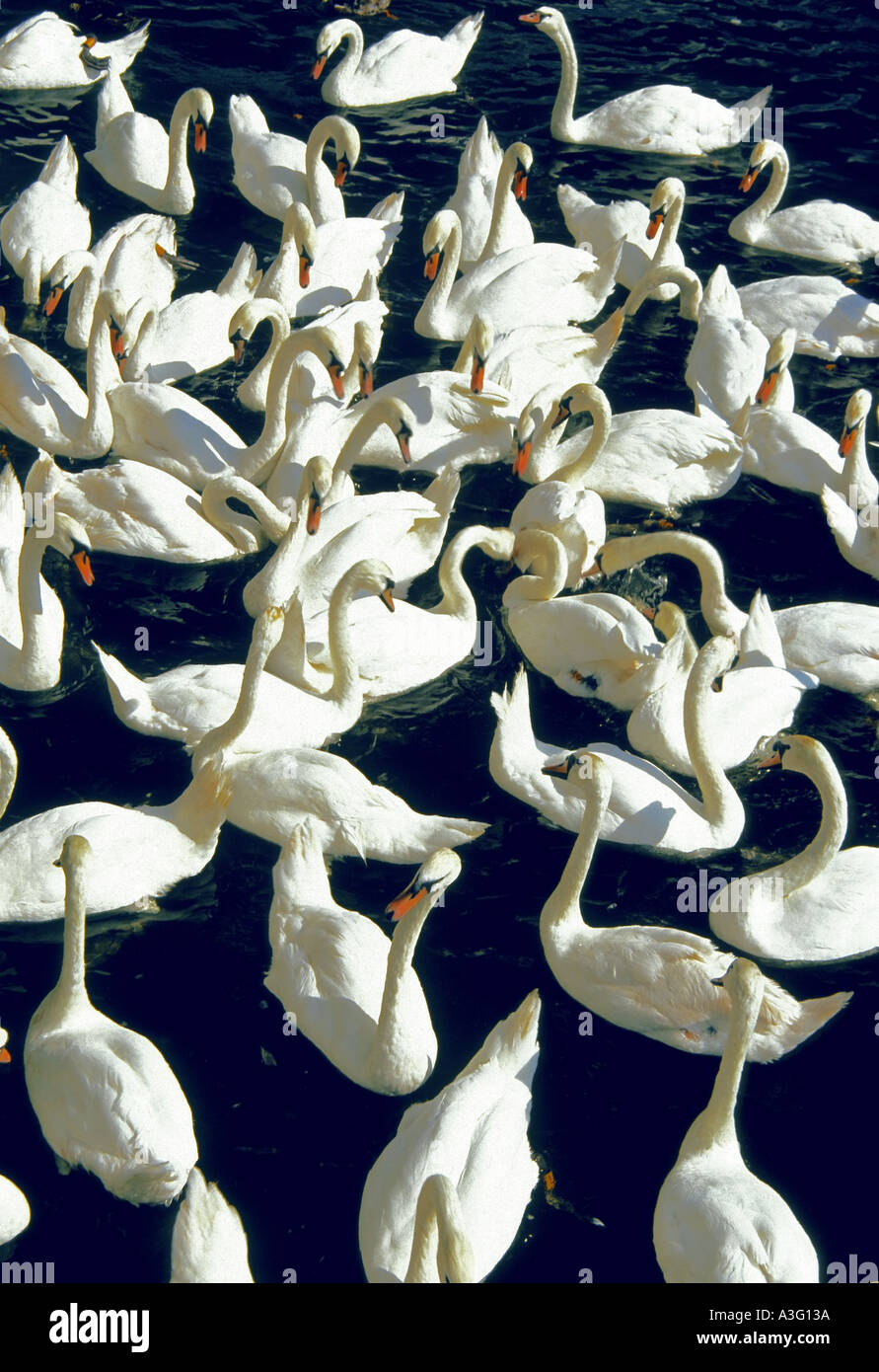 River severn swans hi-res stock photography and images - Alamy