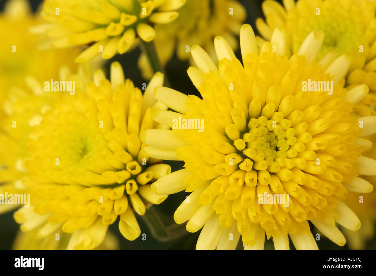 Mini chrysanthemum hi-res stock photography and images - Alamy