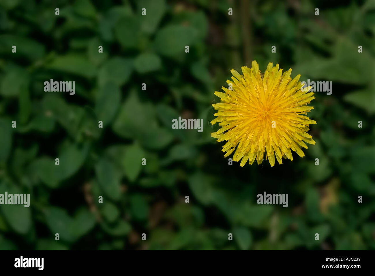 Weed spray grass yellow hi-res stock photography and images - Alamy