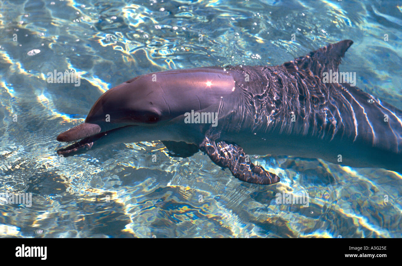 Dolphin head hi-res stock photography and images - Alamy