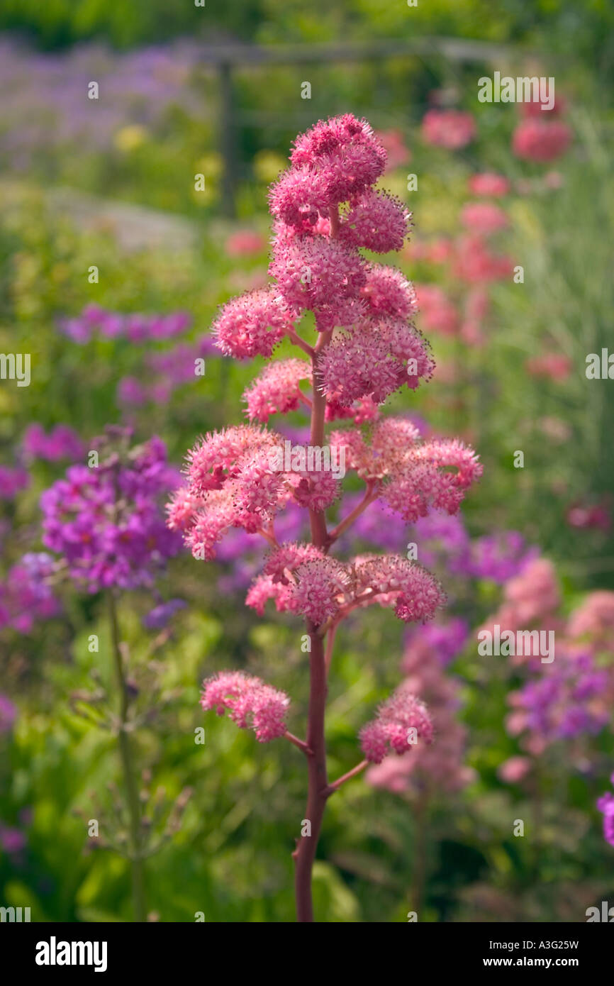 Rodgersia Superba High Resolution Stock Photography and Images - Alamy